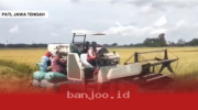 Padi Pati Mengalami Penurunan Produksi Hingga 20 Persen Dipicu Cuaca ...